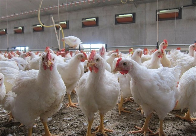 Sénégal : Avisen annonce la cession intégrale de ses parts à Olam Agri