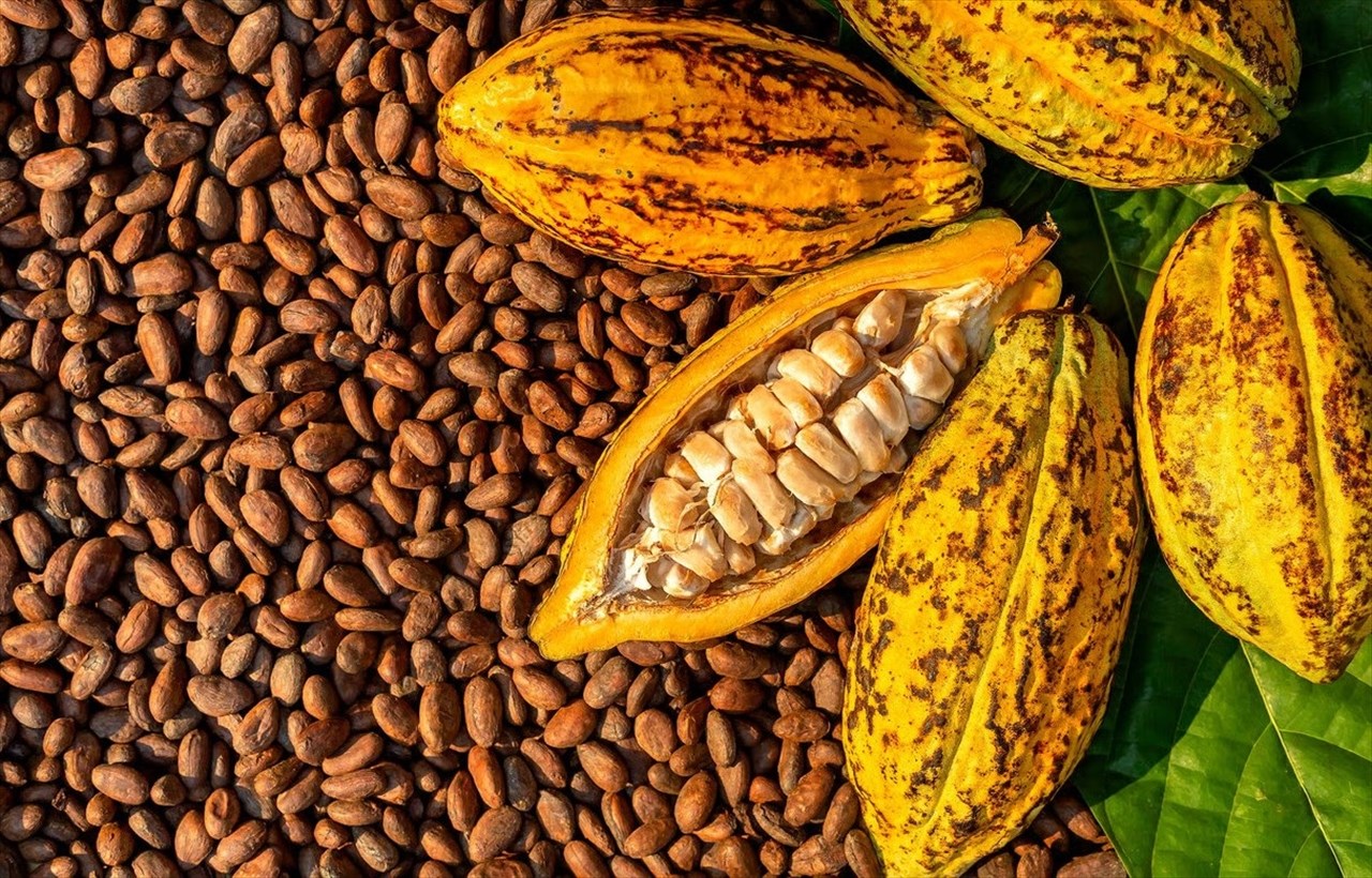 Côte d’Ivoire : Le prix du cacao fixé à 2 800 FCFA le kilo pour la ...