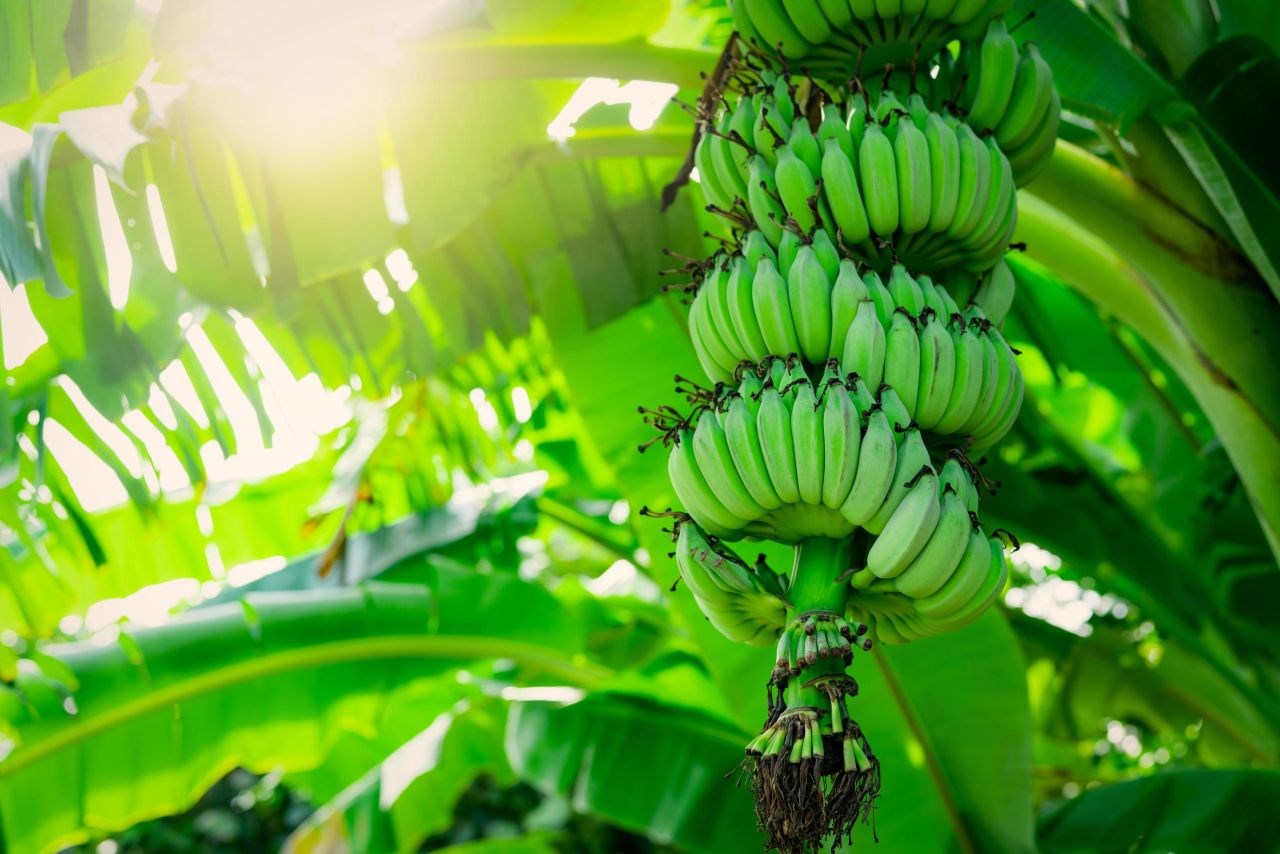 Le Sénégal gèle ses importations de banane pour soutenir la production ...