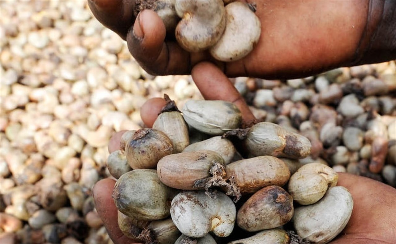 Au Bénin, la renaissance des plantations d’anacarde transforme une ...