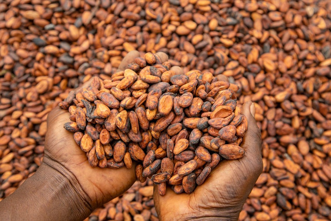 Côte d’Ivoire : Le cacao comme instrument de rétorsion contre la ...